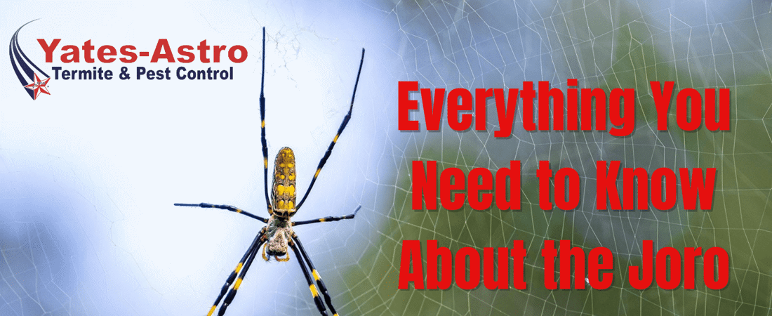 June 2024 Blogs | Yates-Astro Termite & Pest Control